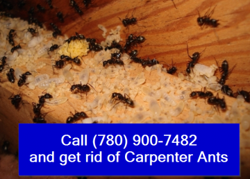 Carpenter Ant is a nightmare to deal with - Sunset Pest Control Leduc