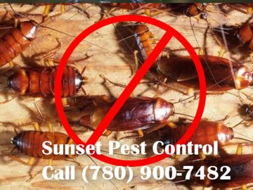 Cockroaches - Sunset Pest Control Leduc